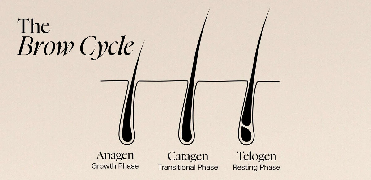 The Life Cycle of Eyebrow Hair: Growth Phases Explained – Lash and Brow ...